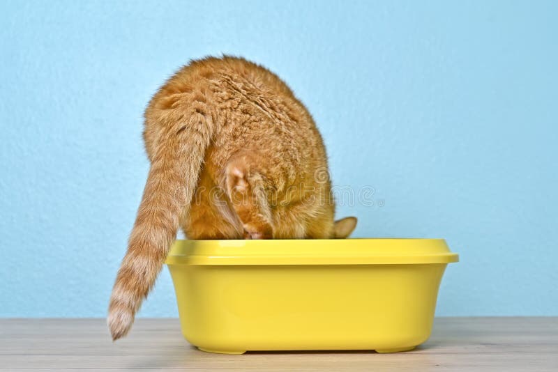 Funny Ginger Cat Step Inside a Open Litter Box. Stock Photo - Image of ...