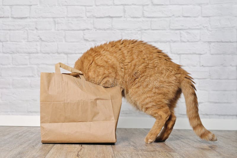 Funny Ginger Cat Stuck His Head Inside a Paper Bag. Stock Photo - Image ...