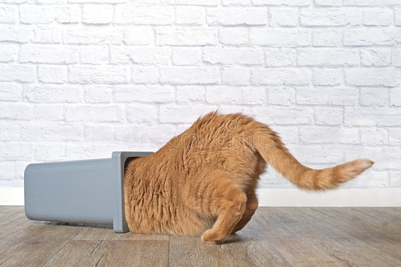 Funny Ginger Cat Stuck in Overturned Trashcan. Stock Photo - Image of ...