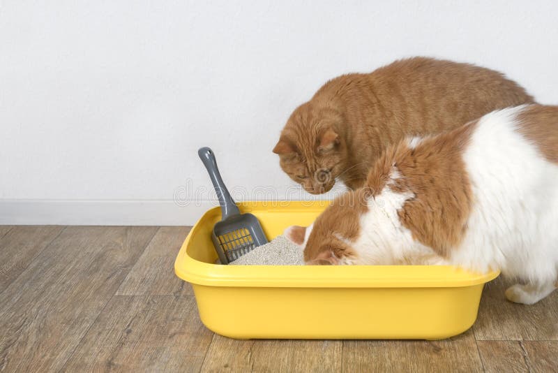 Funny Ginger Cat beside a Tabby Cat Looking Curious Inside a Litter Box ...