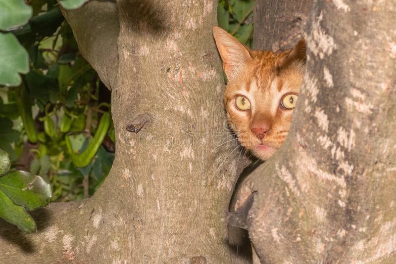 Funny Ginger Cat on Top of a Tree. Stock Photo - Image of climb, orange ...