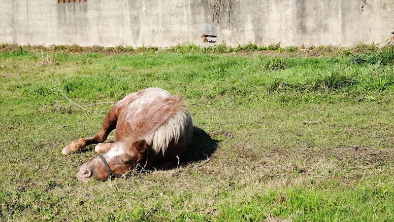A Funny Ginger Horse Rolling on the Grass. Life on the Farm. Farm ...