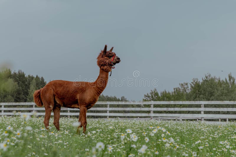 Funny Ginger Lama on a Chamomile Field Stock Image - Image of funny ...