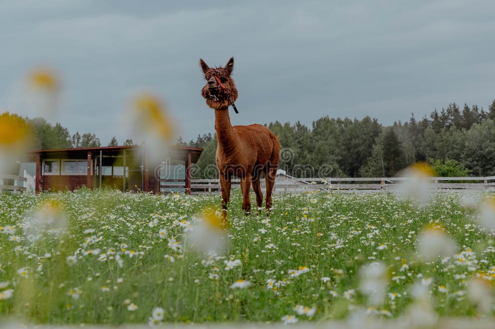 Funny Ginger Lama on a Chamomile Field Stock Photo - Image of livestock ...