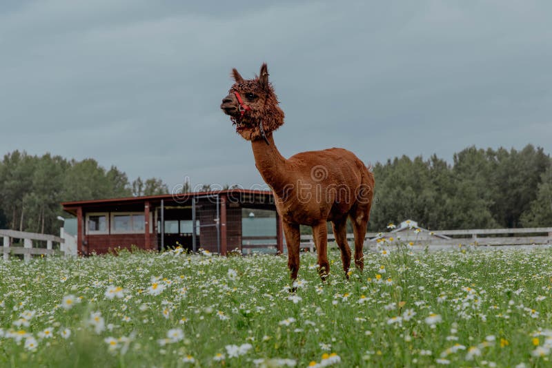 Funny Ginger Cat Playing with Easter Eggs at Home. Pet Having Fun on ...