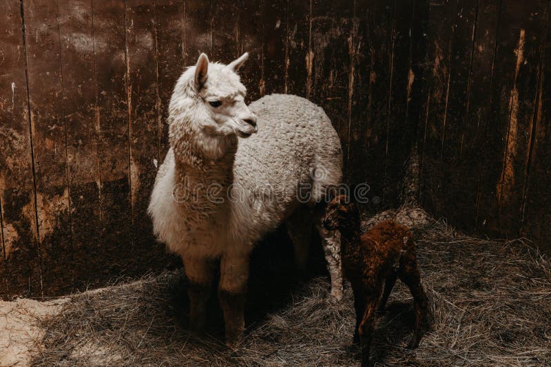 Ginger Lama Stock Photos - Free & Royalty-Free Stock Photos from Dreamstime