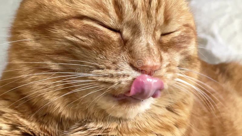 Funny ginger lazy fat cat stock footage. Video of relax - 248647236