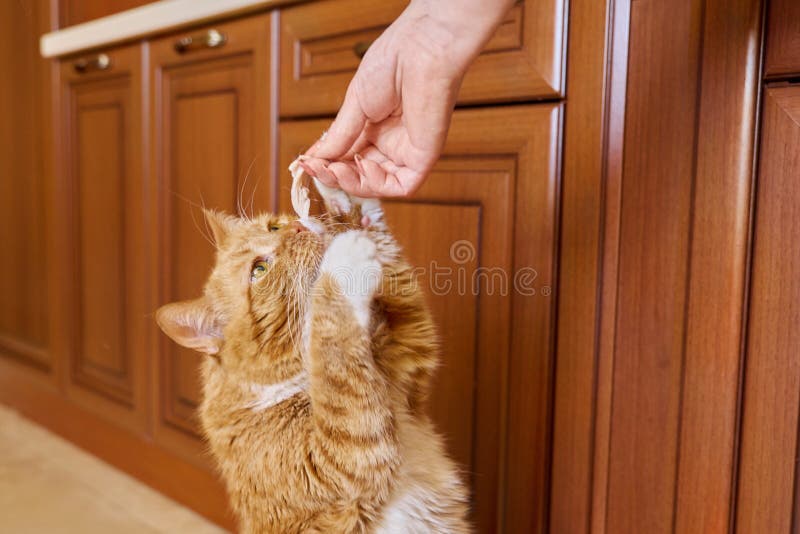 Funny Ginger Old Cat Eating Piece of Meat from the Owners Hand Stock ...