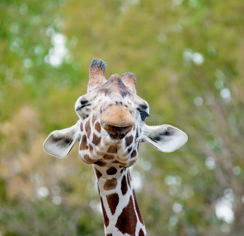 Funny Giraffe Stock Photos - Download 6,192 Royalty Free Photos