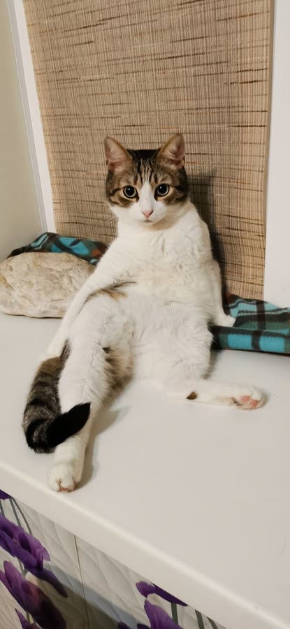 Funny glamorous cat stock photo. Image of textile, room - 211352352