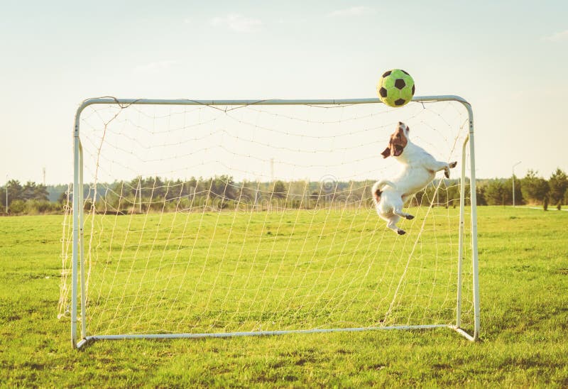 Funny Goalkeeper Jumping And Catching Football Soccer Ball Photo Filter