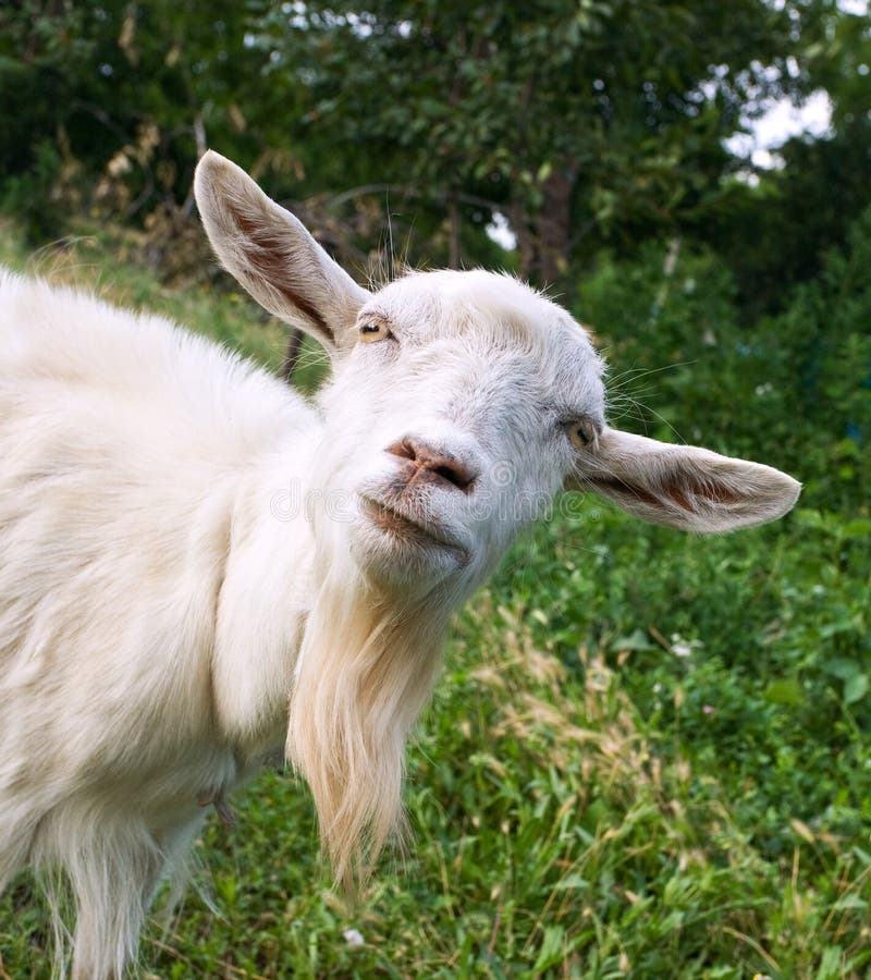 23,435 Funny Goat Stock Photos - Free & Royalty-Free Stock Photos from ...