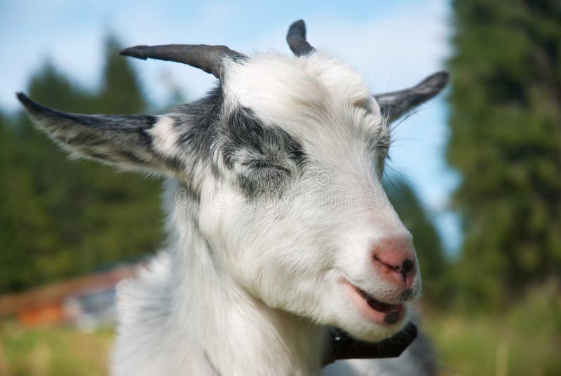Funny goat stock photo. Image of barnyard, goats, farm - 21488698