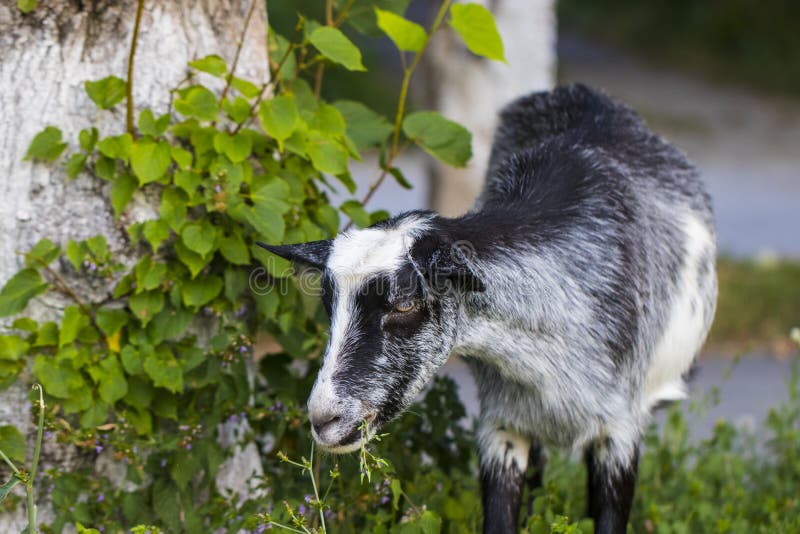 Goat Expressions Stock Photos - Free & Royalty-Free Stock Photos from ...
