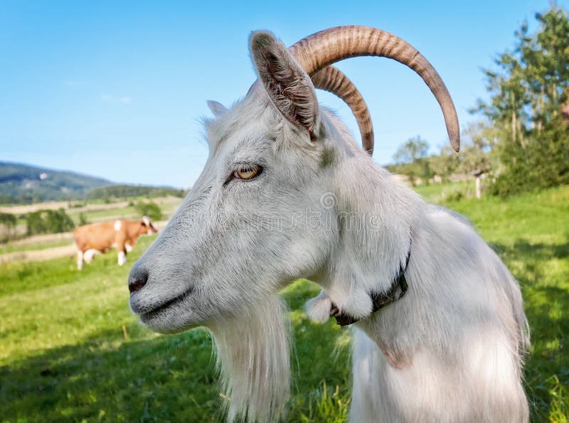 Goat with girly hat stock photo. Image of girly, green - 78318942