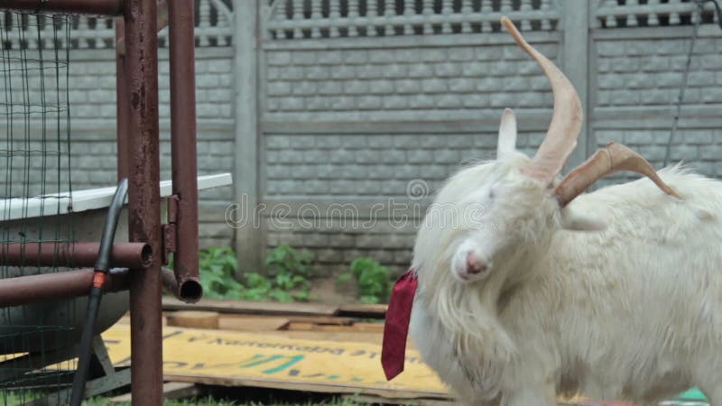 Funny Goat Standing Upright To Reach and Eat Leaves on Bush Stock Video ...