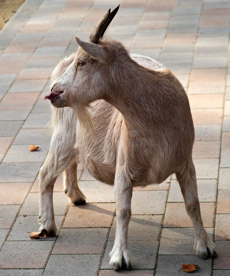 Funny goat stock image. Image of barnyard, hairy, furry - 60993861