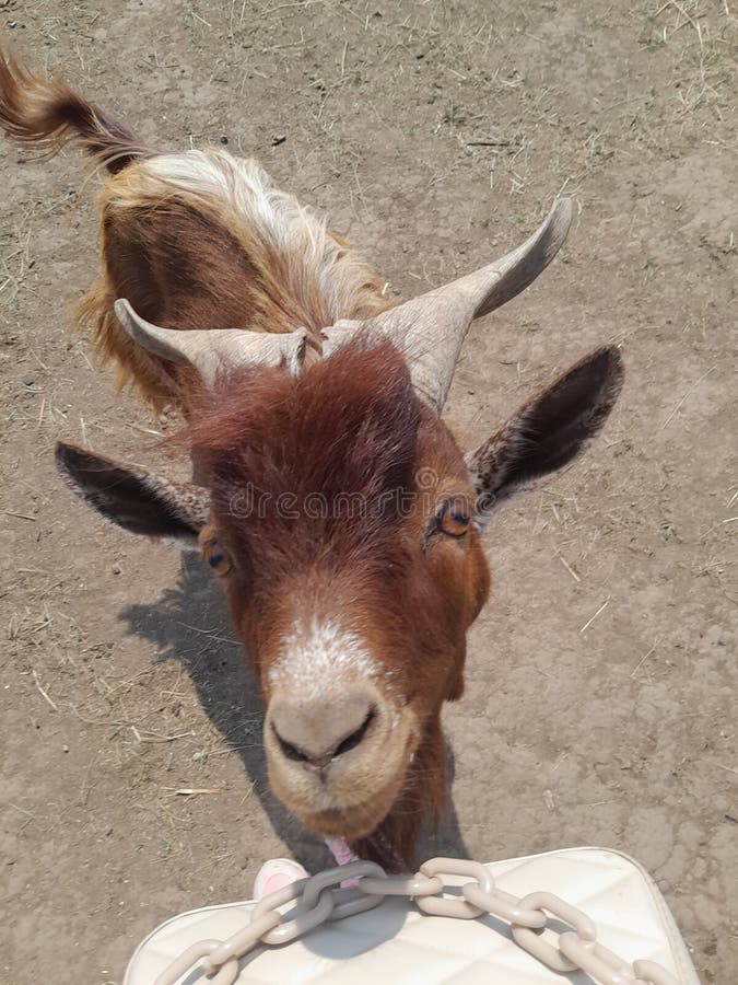 A Funny Goat is Looking at the Camera Stock Image - Image of looking ...