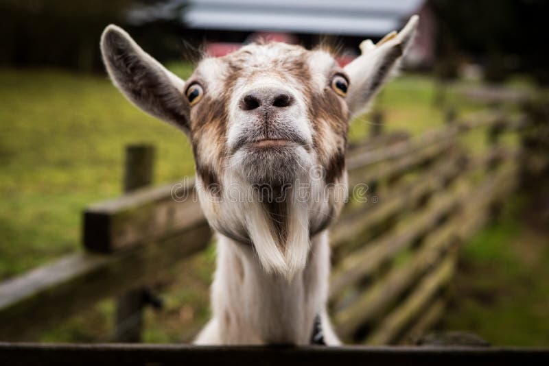 A Funny Goat Looking at Camera Stock Image - Image of horns, closeup ...