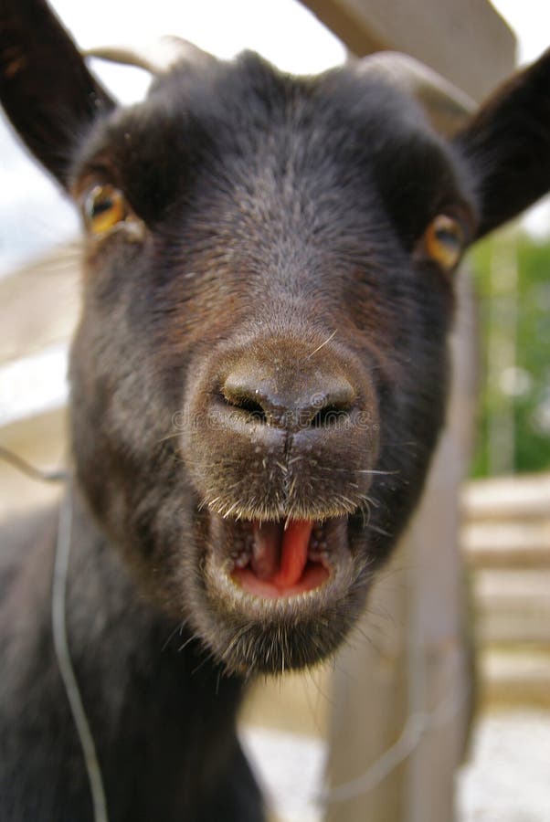Funny goat portrait stock image. Image of black, cute - 31967659