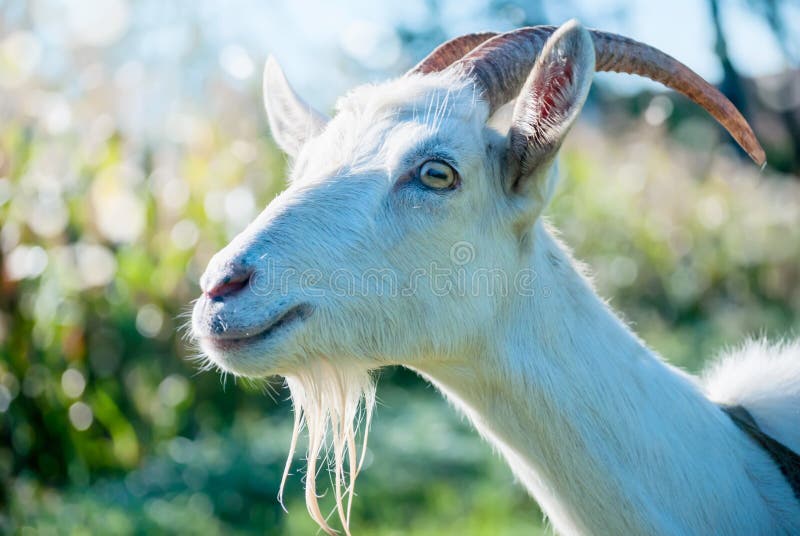 Funny goat s portrait stock photo. Image of farm, domestic - 51149080