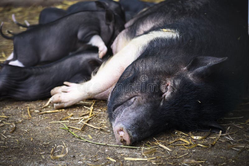Goat Scratching His Own Back with Horns Stock Photo - Image of scratch ...