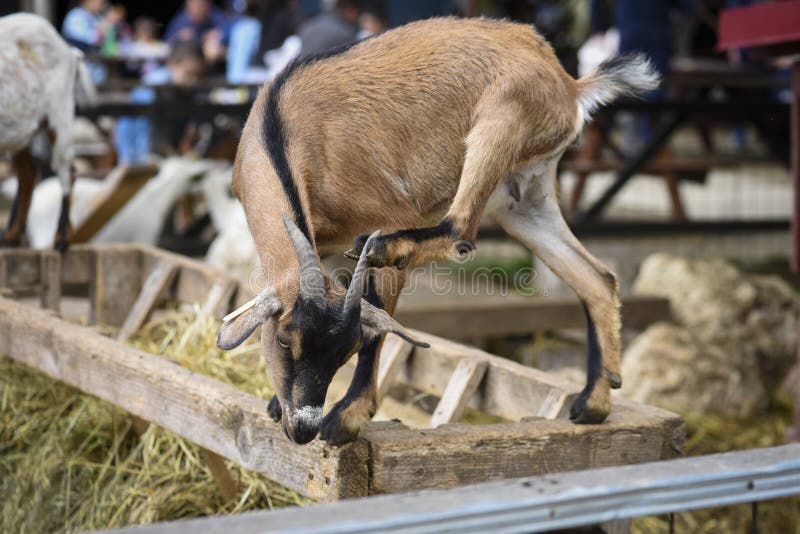 Funny goat scratching stock image. Image of herbivore - 96858771