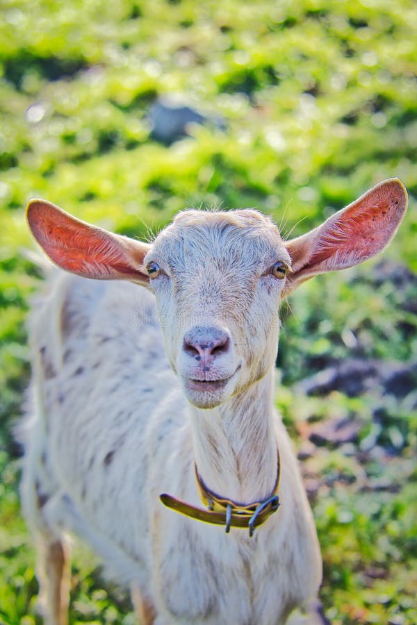 12,073 Funny Goat Photos - Free & Royalty-Free Stock Photos from Dreamstime