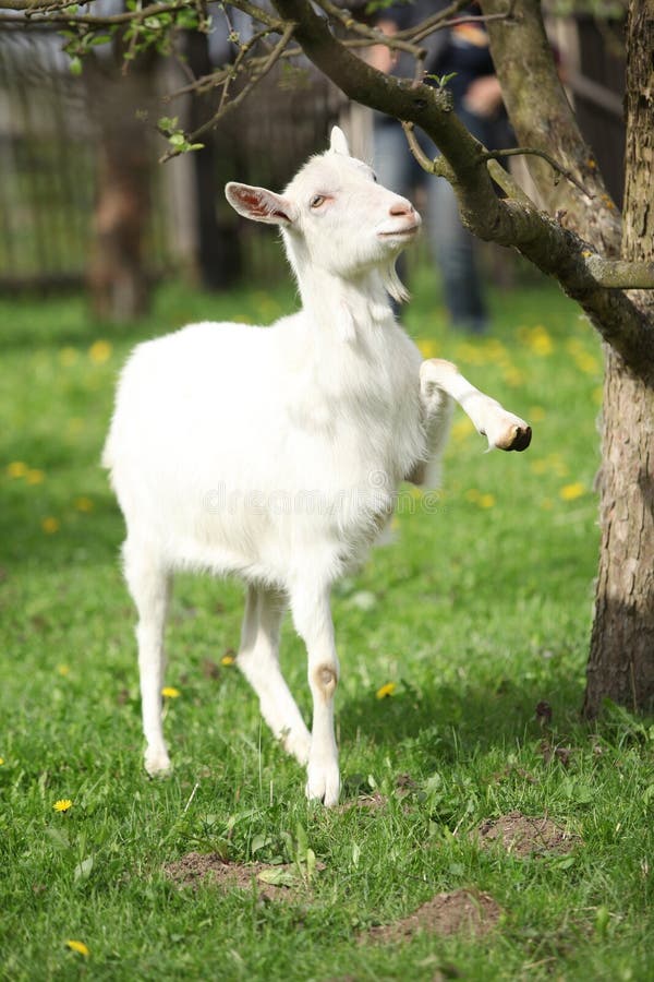 Funny Goat with a Tree in Spring Stock Image - Image of playful, young ...