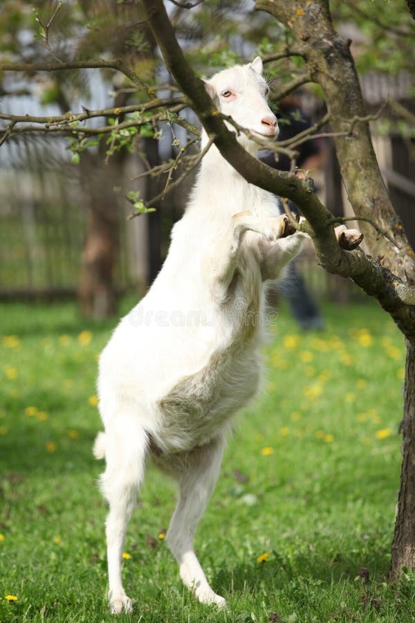 Funny Goat with a Tree in Spring Stock Image - Image of stand, feed ...