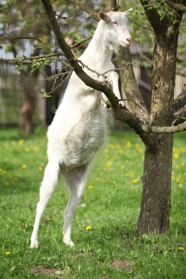 Funny Goat with a Tree in Spring Stock Image - Image of hungry ...