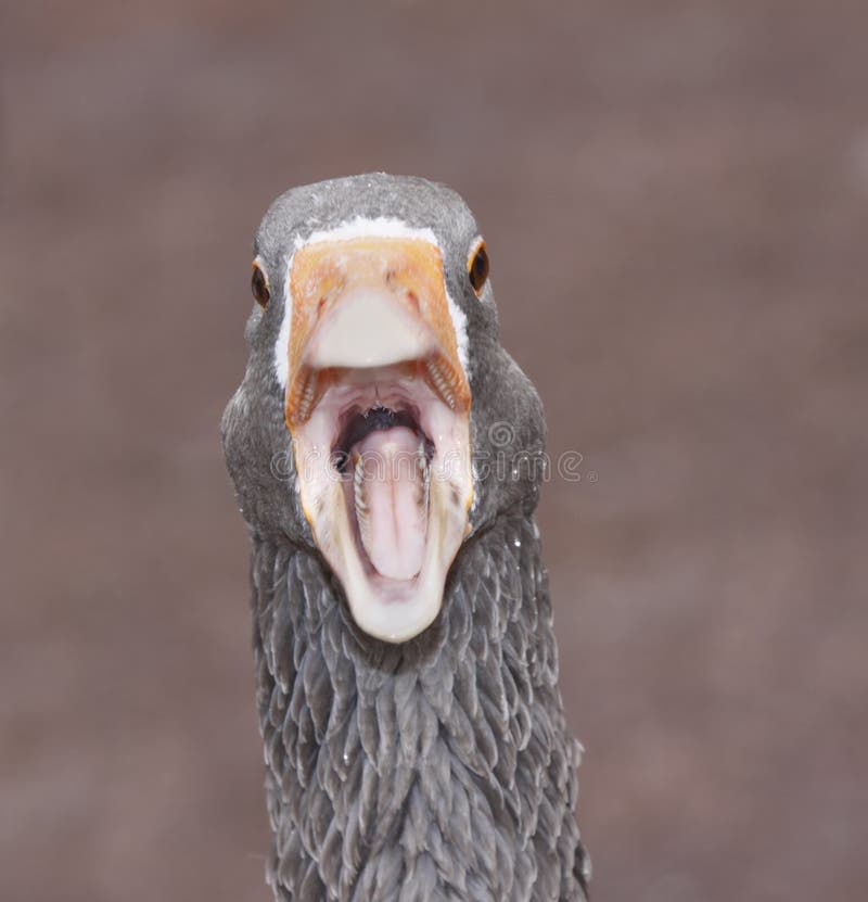 100+ Funny goose Free Stock Photos - StockFreeImages