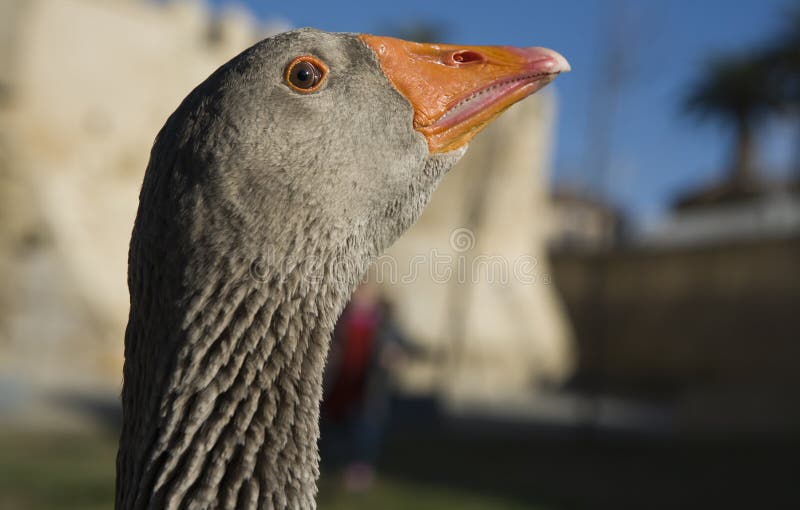 Funny goose stock image. Image of horizontal, anatidae - 28961991