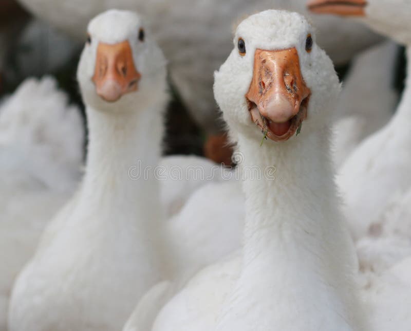 5,705 Funny Goose Stock Photos - Free & Royalty-Free Stock Photos from ...