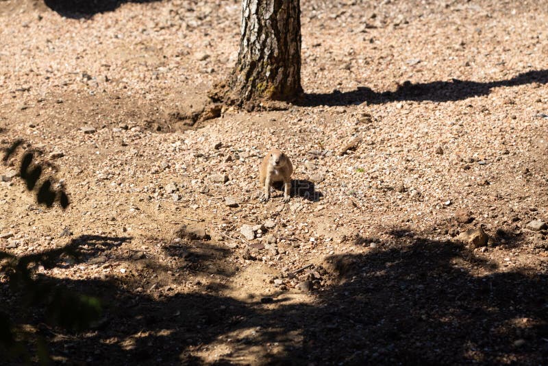 Funny gopher in the forest stock photo. Image of natural - 212155702