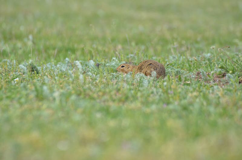 Funny Gopher Hiding in the Grass Stock Photo - Image of funny, cute ...