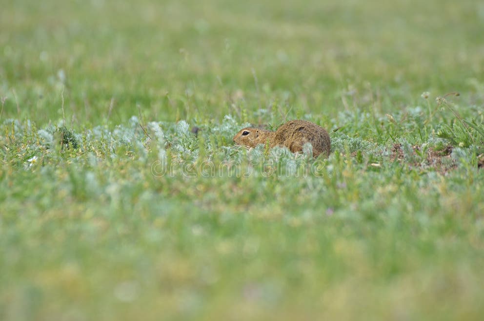 Funny Gopher Hiding in the Grass Stock Photo - Image of funny, cute ...