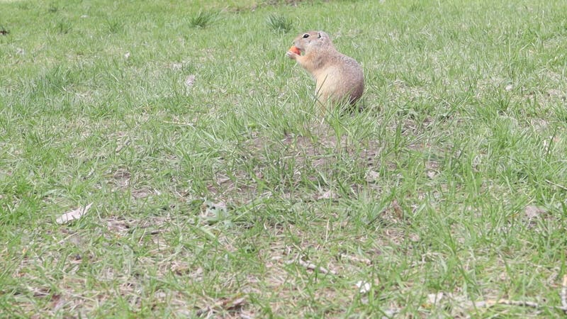 Funny Gopher Standing and Looking into the Camera Stock Footage - Video ...