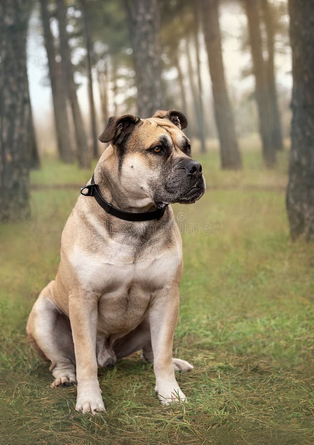Big Dog Cadebo in the Forest. Huge and Cute Dog for a Walk in the ...