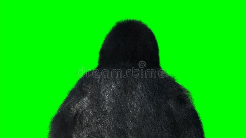 Funny Gorilla. Realistic Fur. Green Screen Animation. Stock Video ...