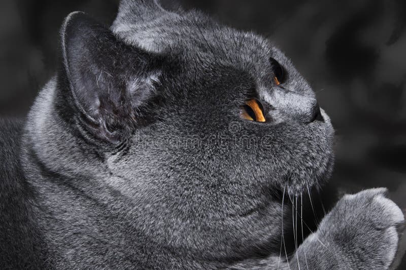 Funny Gray British Cat With Bright Stock Image - Image of shorthair ...