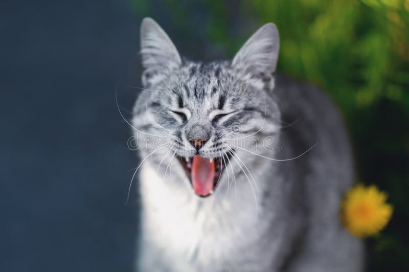 Funny Gray Cat Shouts and Smile Stock Photo - Image of grey, face ...