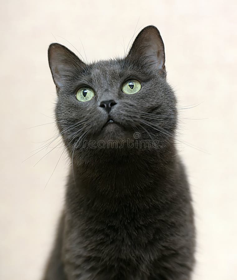 Funny gray cat sitting stock image. Image of animal - 136352291