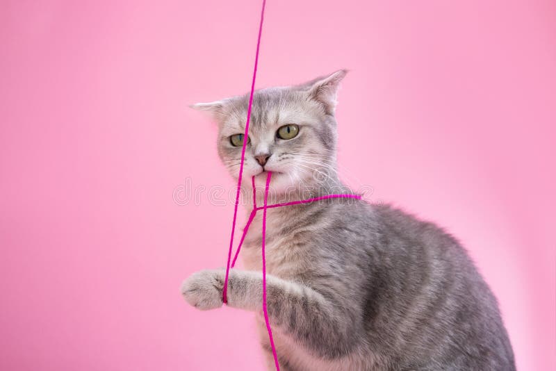 782 Cat Tangled Stock Photos - Free & Royalty-Free Stock Photos from ...