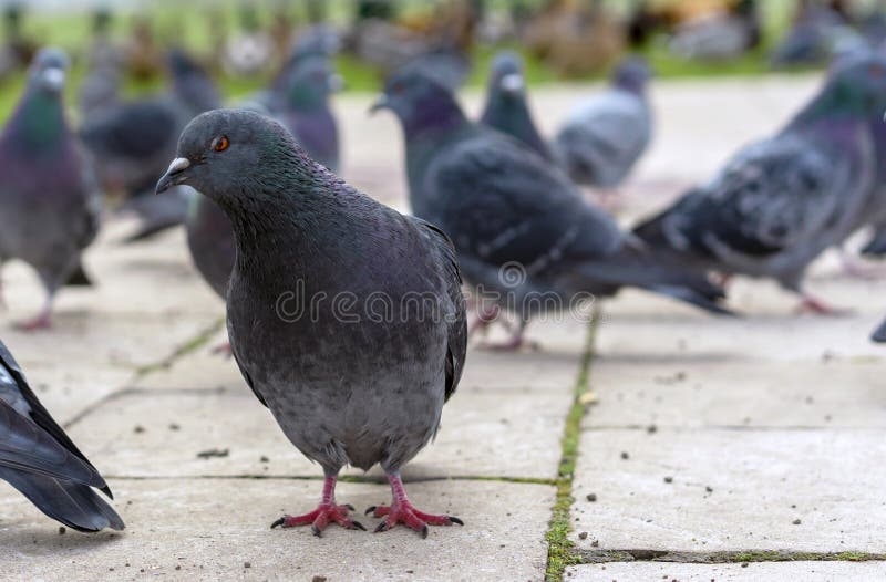 Funny Fat Dove Bird Sits On A Branch. Stock Photo - Image of feather ...