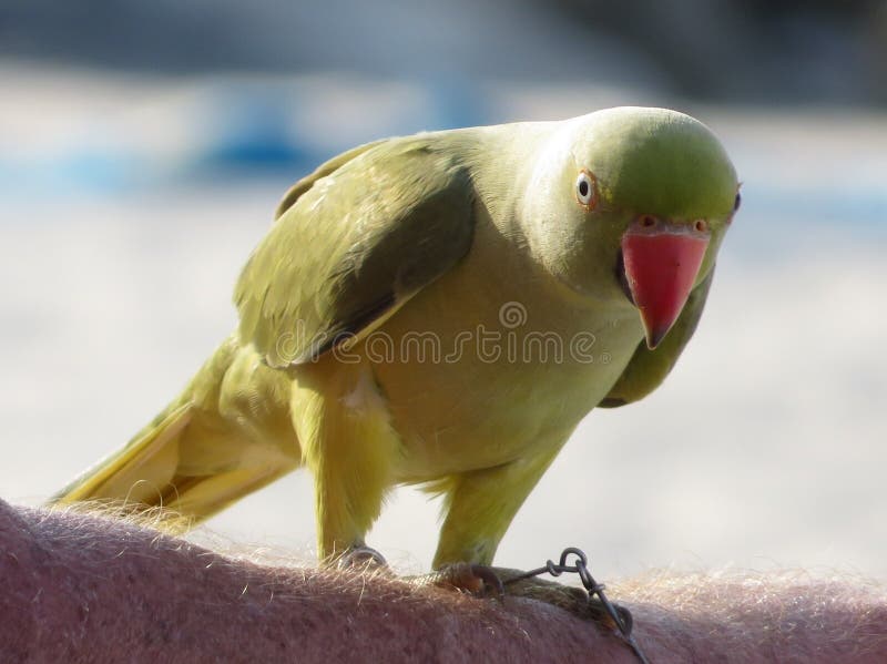 Funny green parrot on arm. stock photo. Image of maldives - 91919476