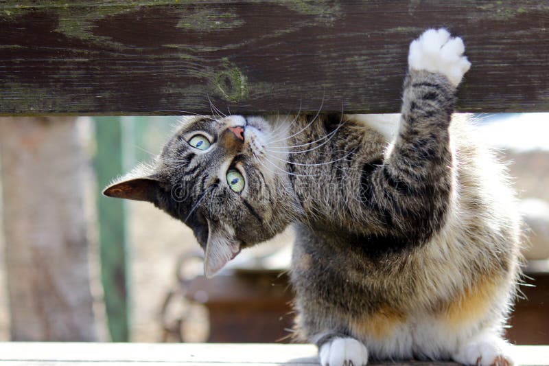 A Funny Grey Cat Sharpens Its Claws on a Wooden Surface. Close-up. Cute ...