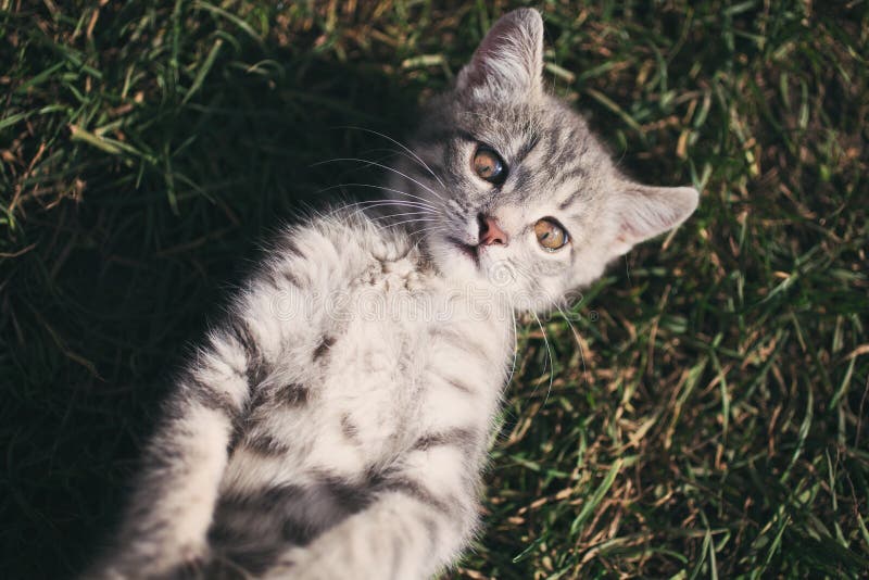 Funny grey kitten stock photo. Image of mammal, kitten - 87785352