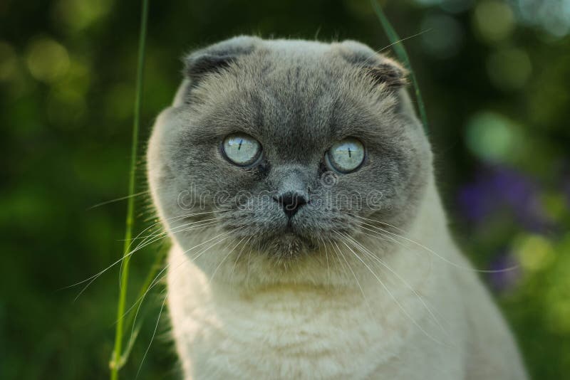Funny Grey Scottish Fold Cat Walking and Eating Grass Stock Photo ...