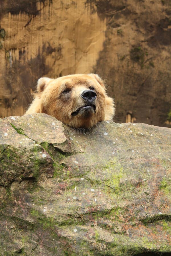 15+ Funny grizzly bear Free Stock Photos - StockFreeImages